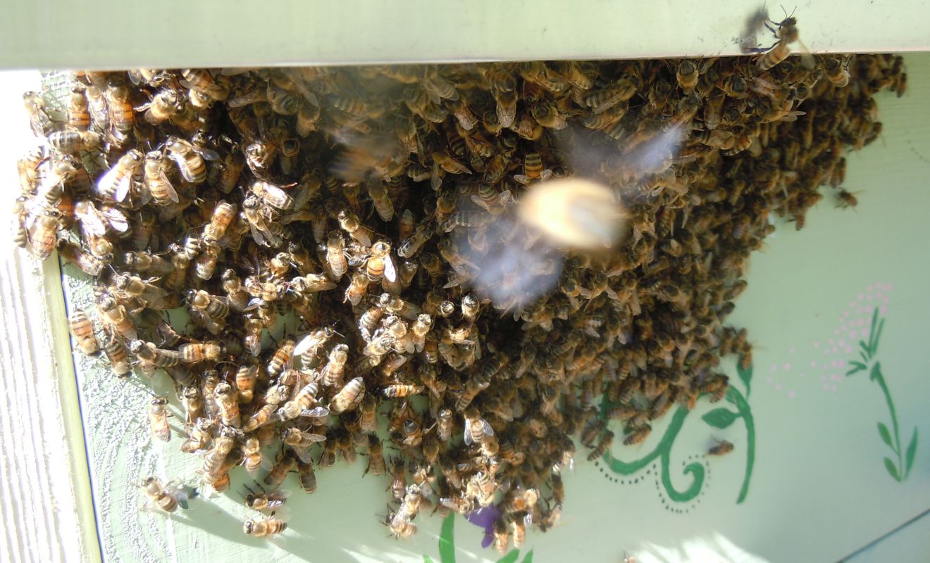 Mass Murder at Jehovah Jireh Apiary – The Surly Curmudgeon